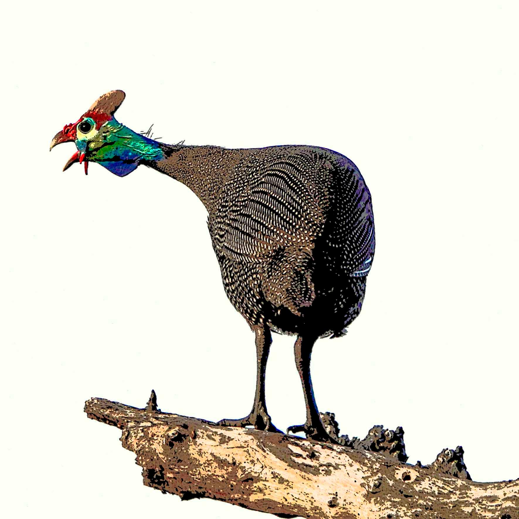 Nick de Rothschild – The Palais Des Vaches Gallery