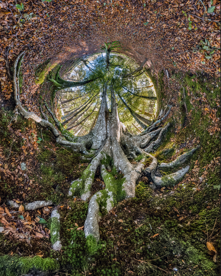 Denny Wood 2 – The Palais Des Vaches Gallery